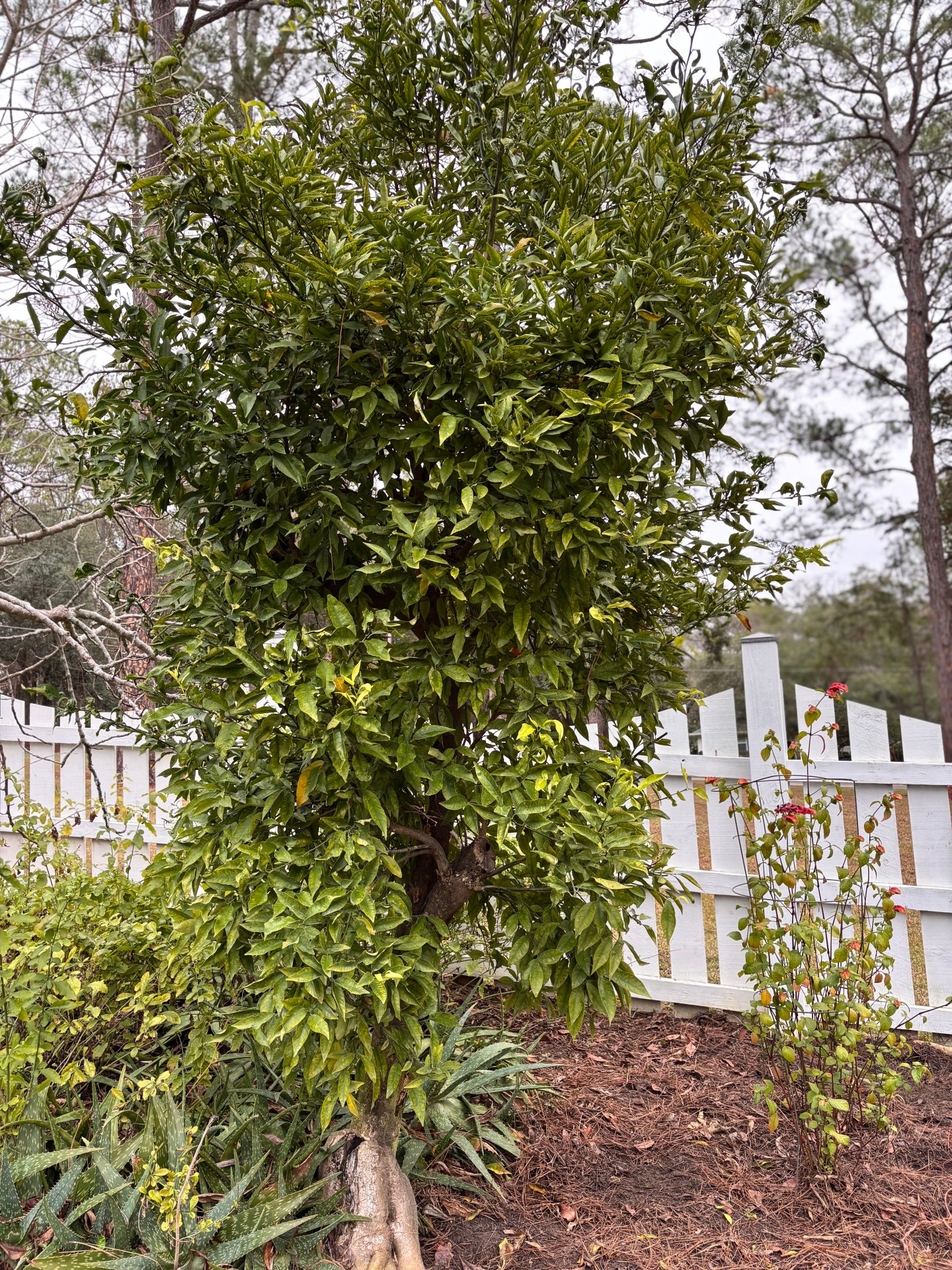 The Tree of Forgiveness – Glean Daily