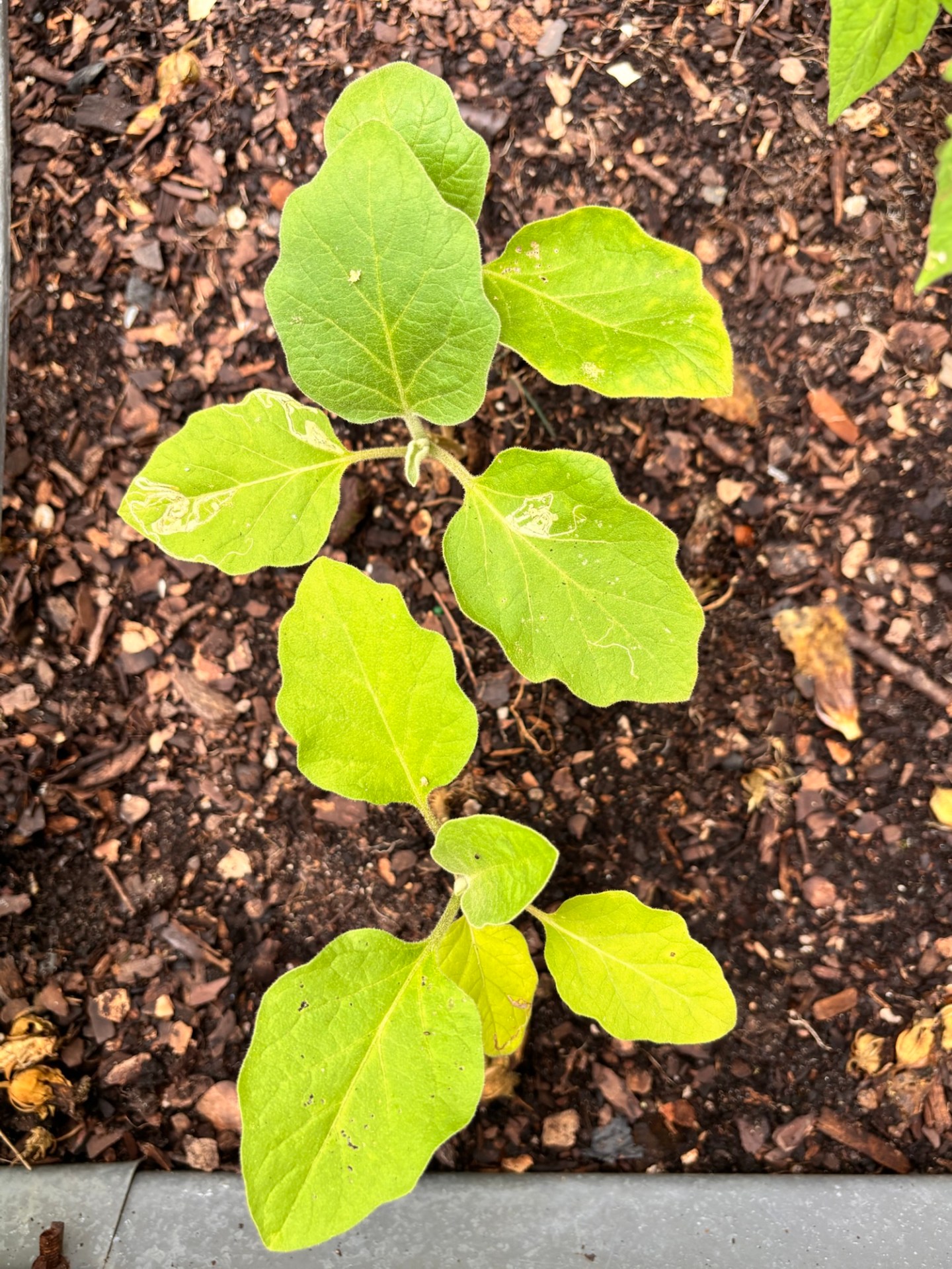 Uprooted for Good – Glean Daily
